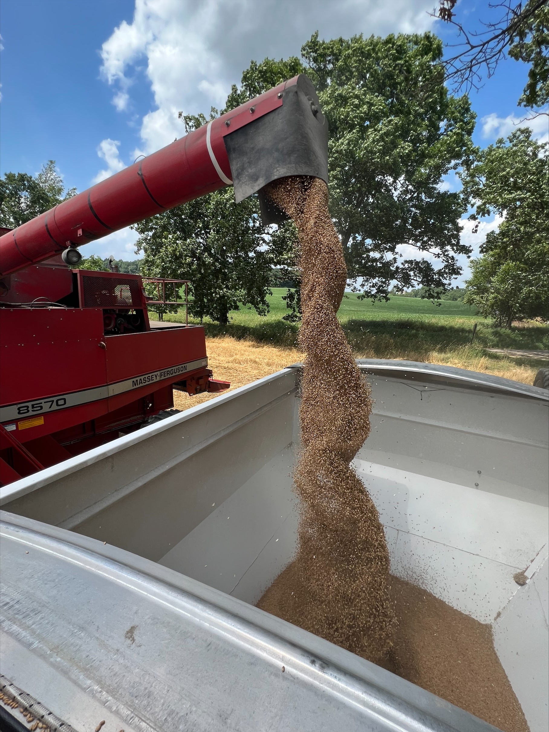 DF Seeds Wheat Shows Strong Performance in 2022 MSU Trials - DF Seeds