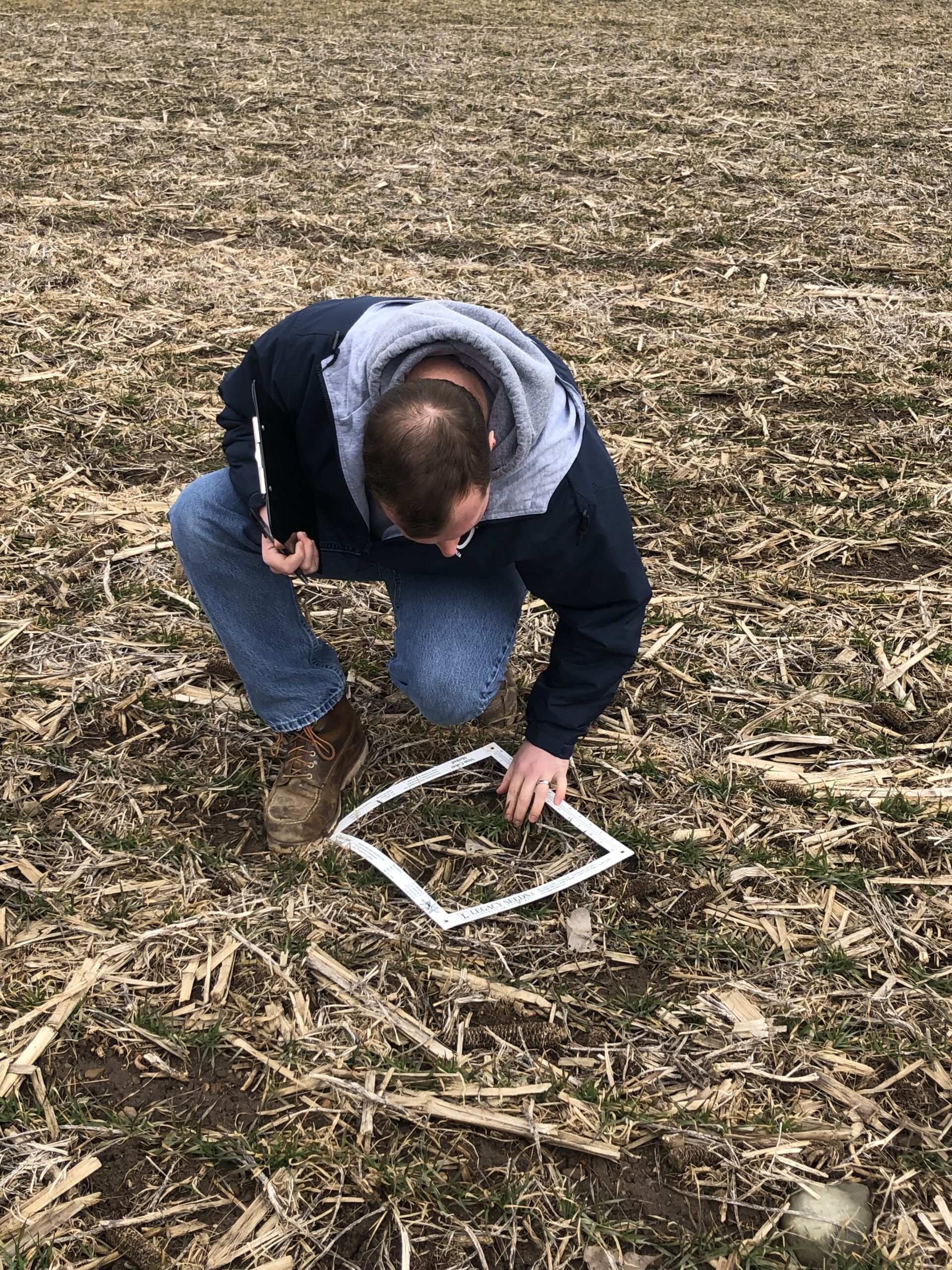 Wheat Stand Assessment - DF Seeds