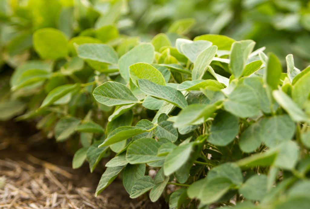 Michigan Growers non-GMO Weed Control - DF Seeds