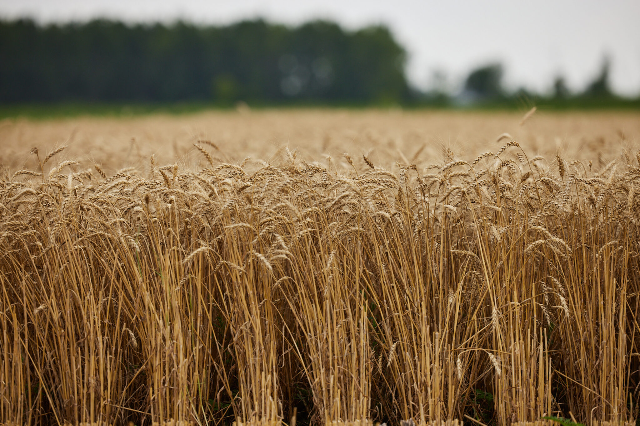 DF Seed Wheat: high quality products for the unique Michigan climate ...